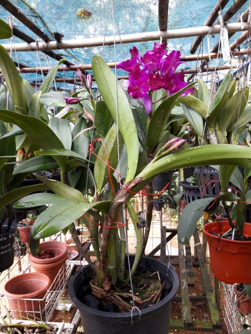 Cattleya orchid plant, Furniture & Home Living, Gardening, Pots ...