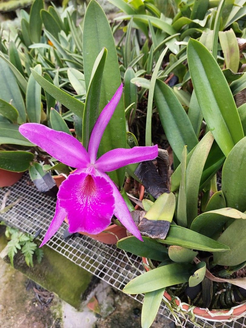 Cattleya orchid plant, Furniture & Home Living, Gardening, Plants ...