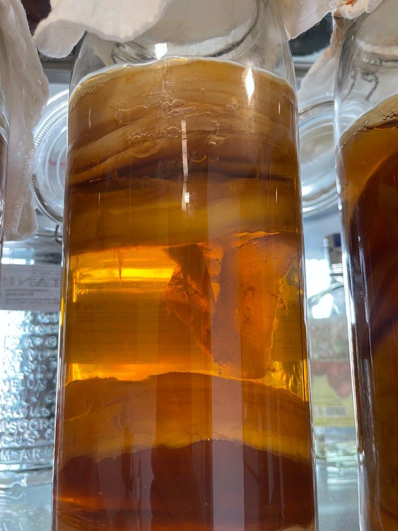 KOVAN PICK UP - kombucha mother very potent / strong / concentrated, Everything Else on Carousell