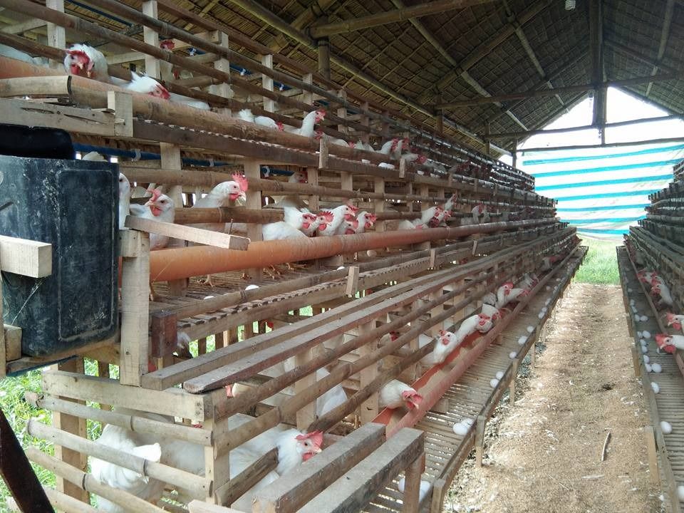 SUPER COOL ROOF BEST FOR ALL ANIMAL FARM, Commercial & Industrial ...