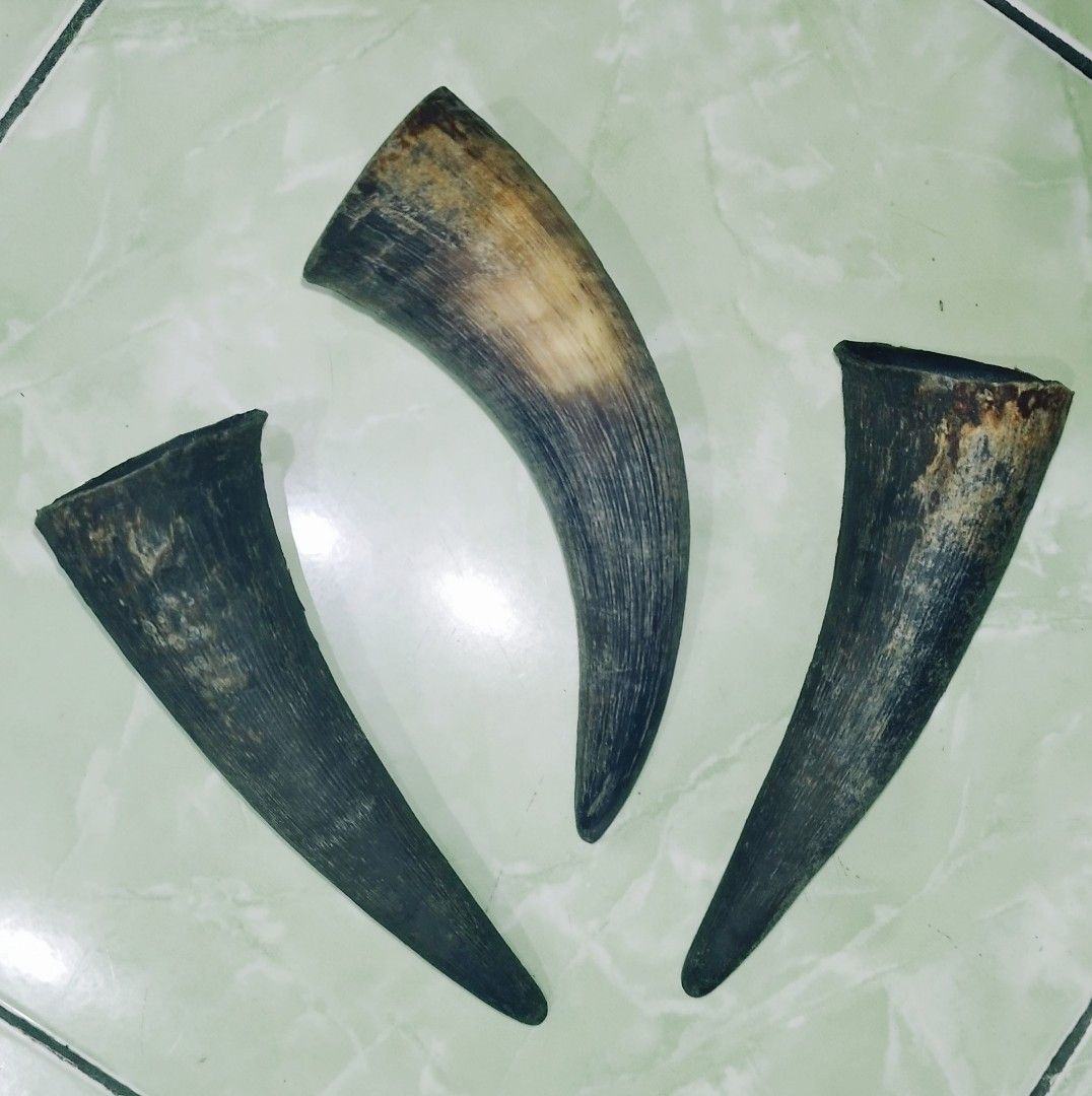 3 Tanduk kerbau asli (kering) buat pajangan, Barang Yang Dicari di ...