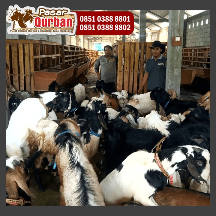 Wa 0851 0388 8801 Harga Sapi Qurban 2023 on Carousell