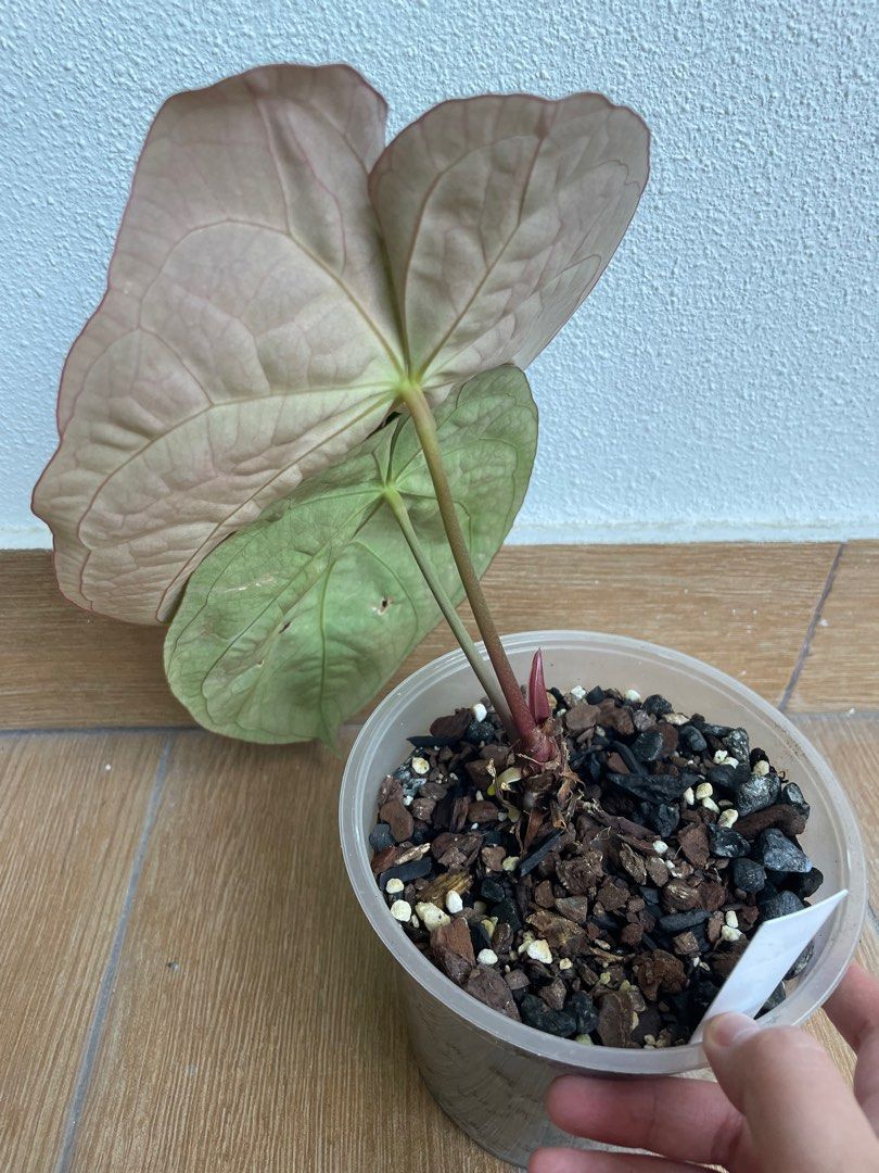 Anthurium pap hybrid, Furniture & Home Living, Gardening, Plants ...