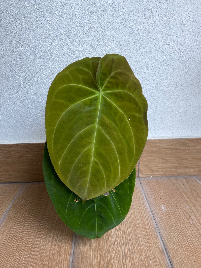 Anthurium pap hybrid, Furniture & Home Living, Gardening, Plants ...