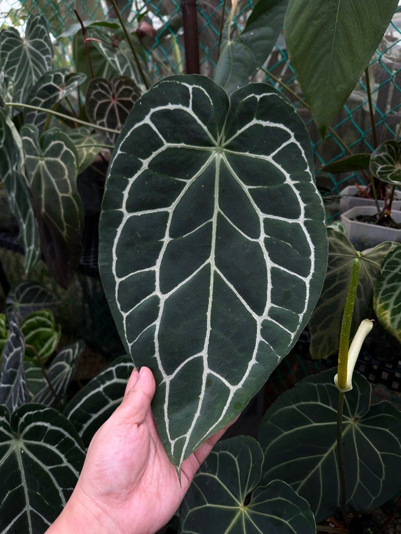 anthurium papillilaminum x-one x anthurium crystallinum Antioquia ...