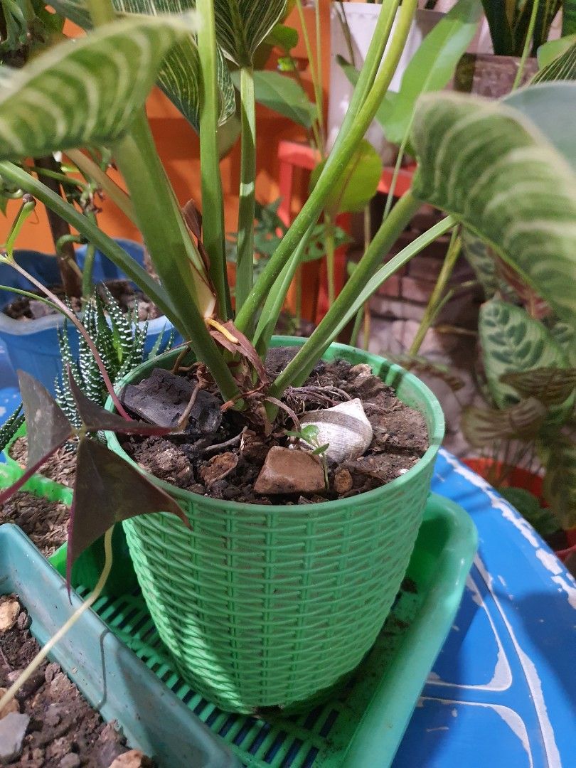 Birkin Plant Lush Healthy Beautiful, Furniture & Home Living, Gardening ...