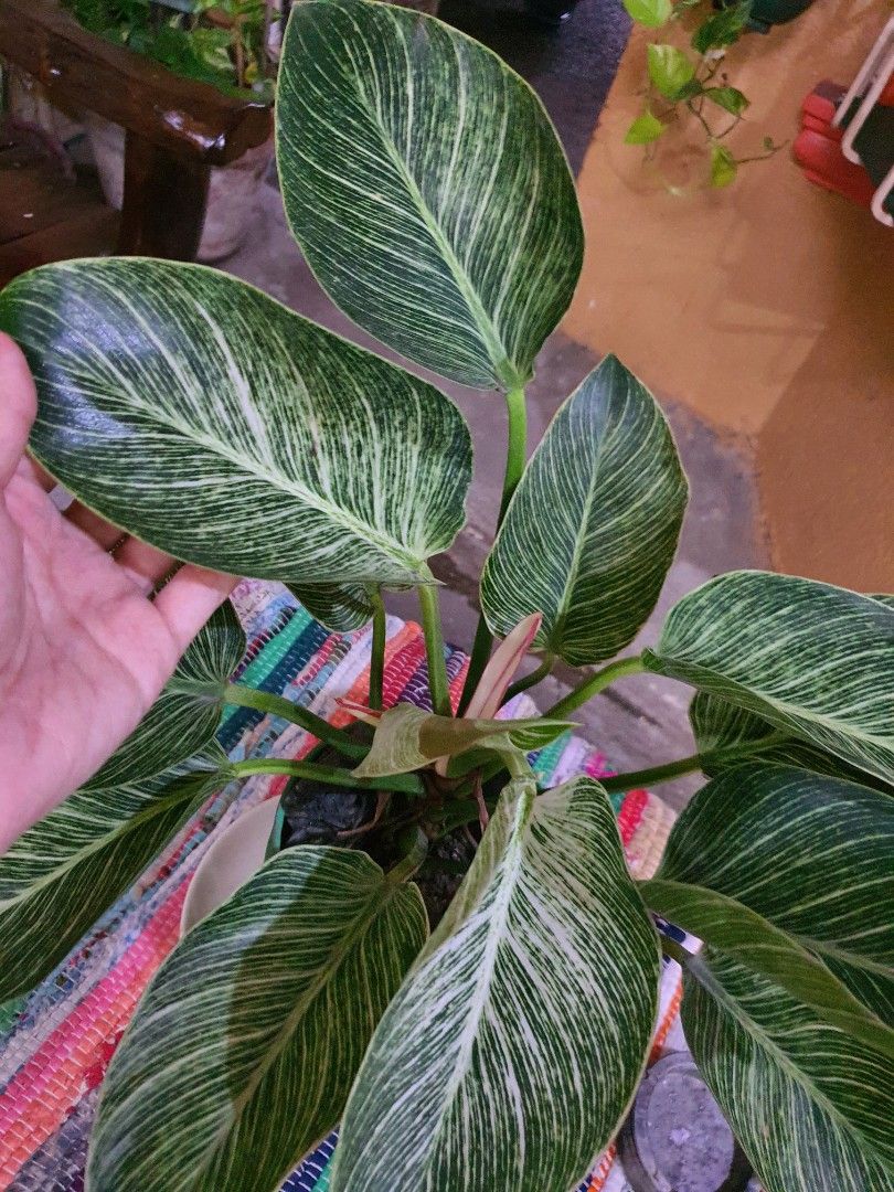 Birkin Plant MANY LEAVES HEALTHY on Carousell