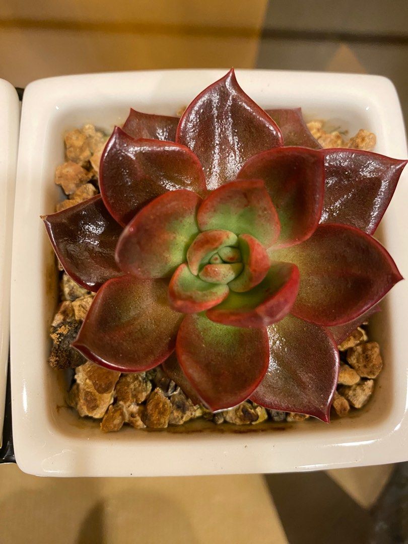 Echeveria Solomon and Red Ruby, Furniture & Home Living, Gardening ...