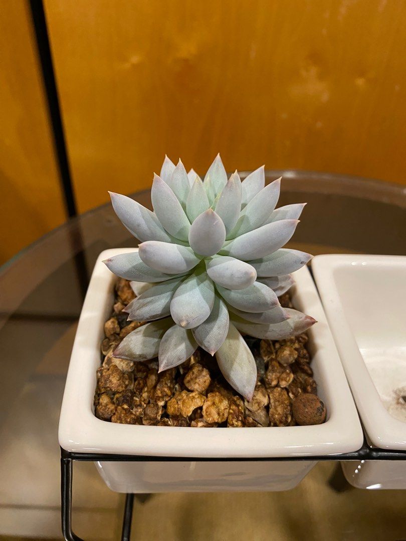 Echeveria Solomon and Red Ruby, Furniture & Home Living, Gardening ...