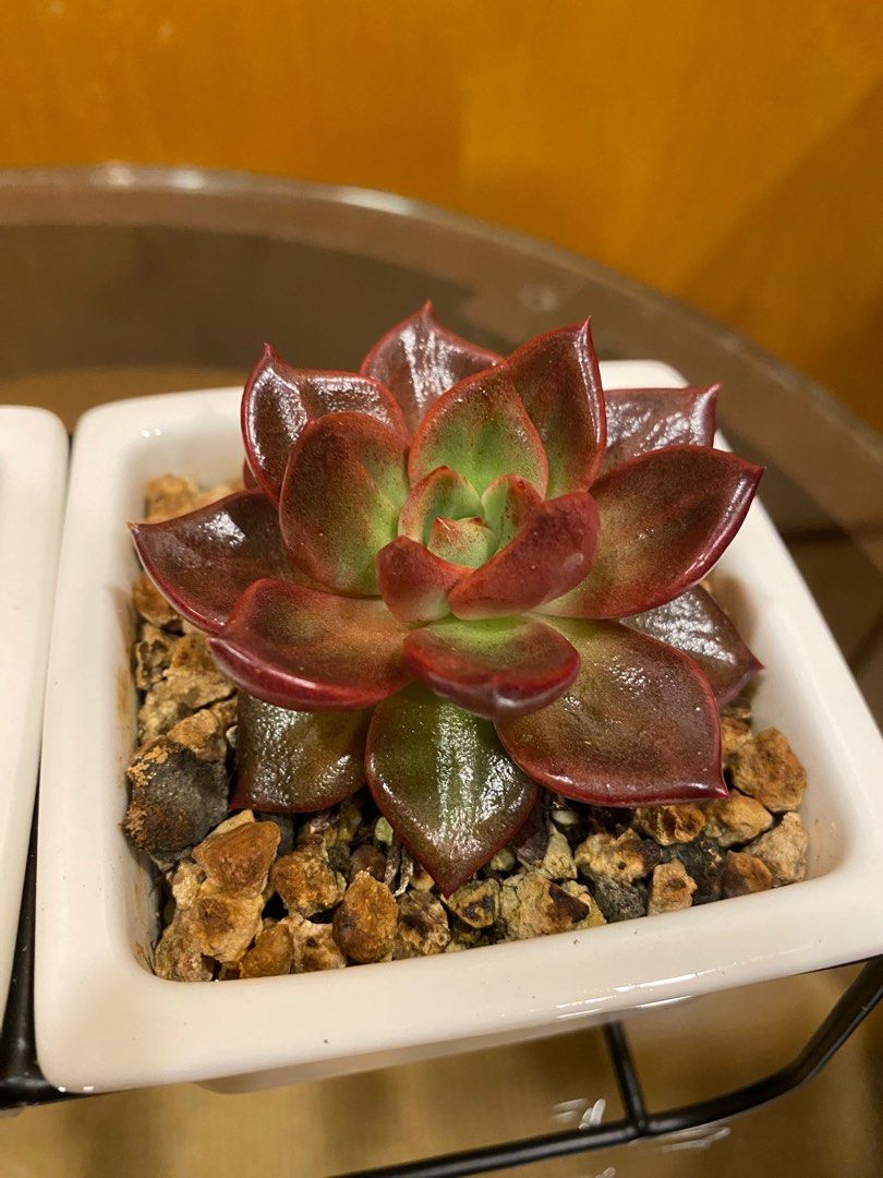 Echeveria Solomon and Red Ruby, Furniture & Home Living, Gardening ...