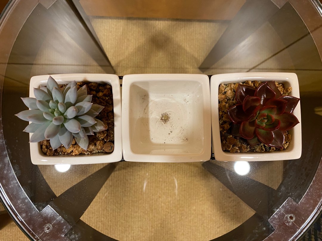 Echeveria Solomon and Red Ruby, Furniture & Home Living, Gardening ...