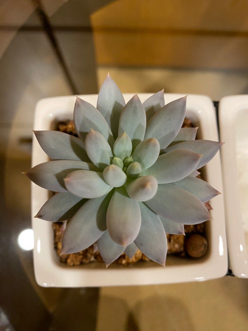 Echeveria Solomon and Red Ruby, Furniture & Home Living, Gardening ...