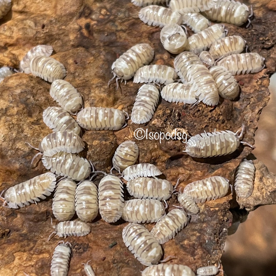 Esponyoli Marble isopod, Pet Supplies, Pet Food on Carousell