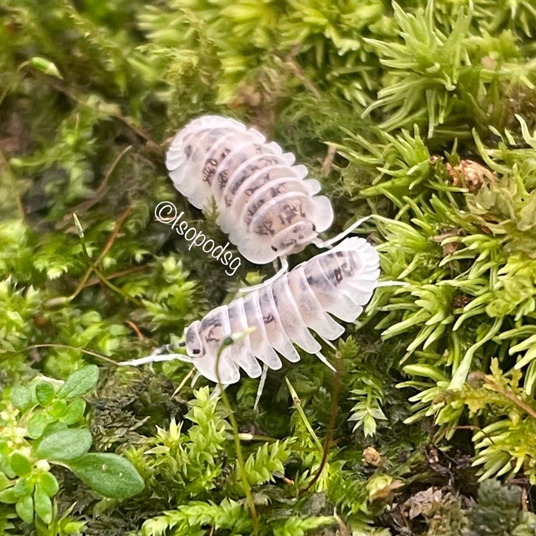 Japan Shiro isopod, Pet Supplies, Pet Food on Carousell