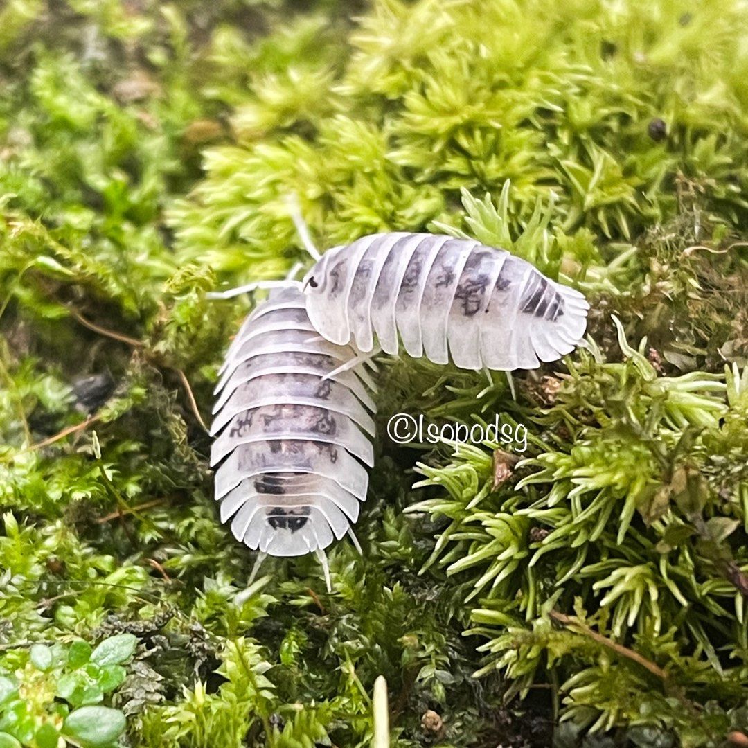 Japan Shiro isopod, Pet Supplies, Pet Food on Carousell