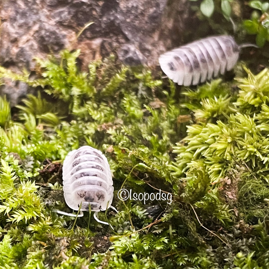 Japan Shiro isopod, Pet Supplies, Pet Food on Carousell