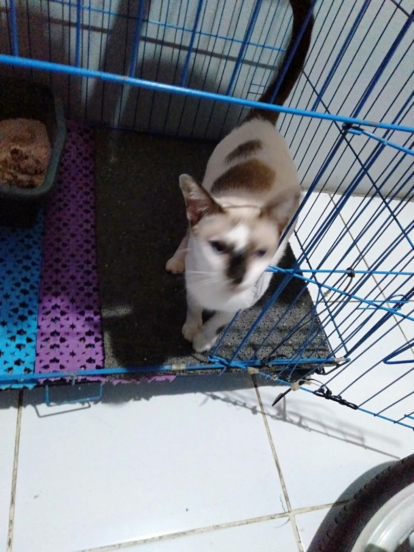 Kucing hidung hitam mata biru, Perlengkapan Hewan, Aksesoris Hewan di ...
