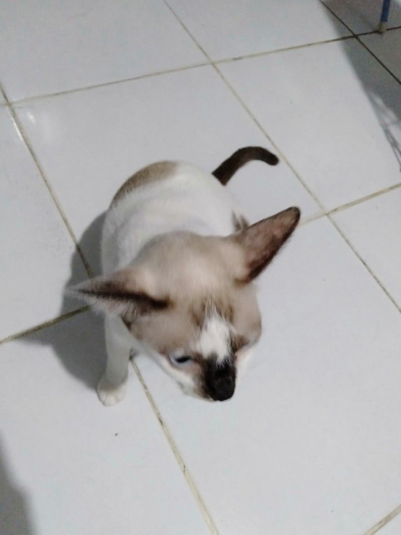 Kucing hidung hitam mata biru, Perlengkapan Hewan, Aksesoris Hewan di ...