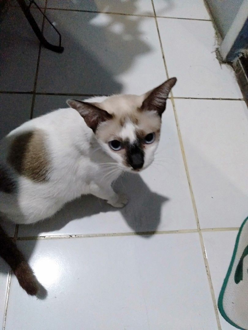Kucing hidung hitam mata biru, Perlengkapan Hewan, Aksesoris Hewan di ...