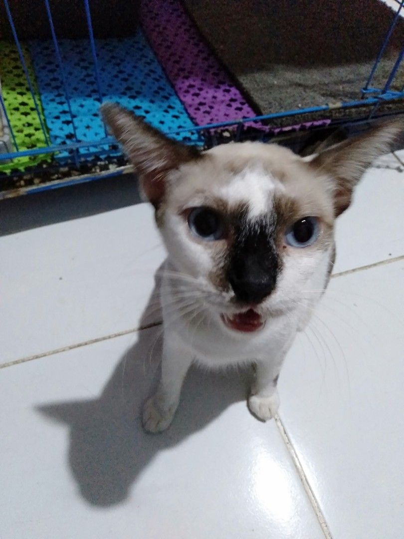 Kucing hidung hitam mata biru, Perlengkapan Hewan, Aksesoris Hewan di ...