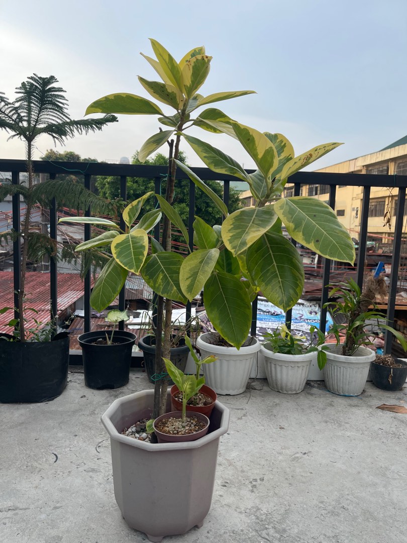 Lemon Lime Rubber Tree (Multi-stem) on Carousell