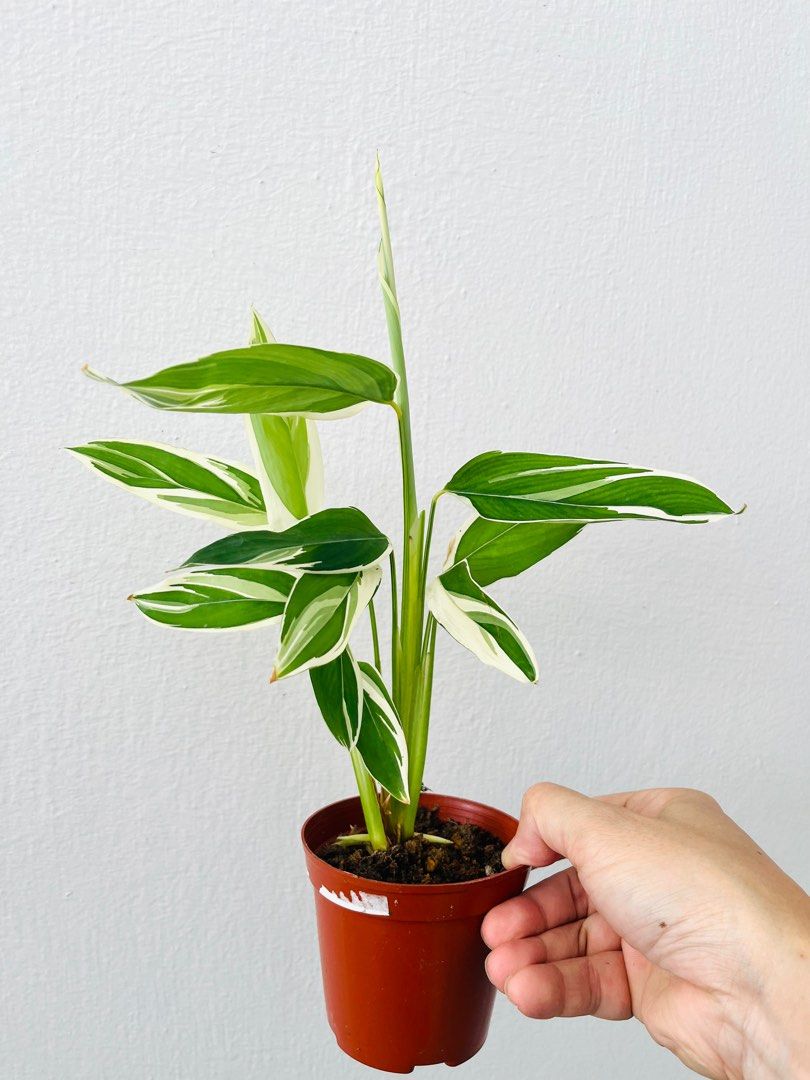 Maranta Arundinacea Variegata - beautiful variegated leaves, Furniture ...