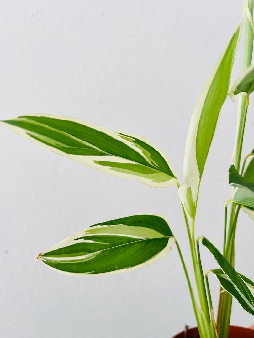 Maranta Arundinacea Variegata - beautiful variegated leaves, Furniture ...