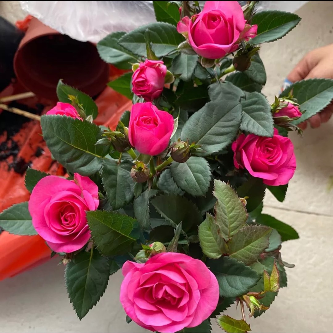 Mini Dwarf Rose Plant in a pot potted, Furniture & Home Living ...