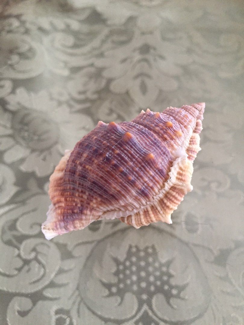 Seashell - Frog seashell, Hobbies & Toys, Memorabilia & Collectibles ...