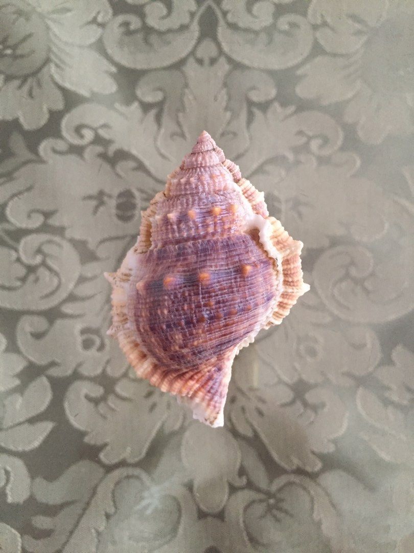 Seashell - Frog seashell, Hobbies & Toys, Memorabilia & Collectibles ...