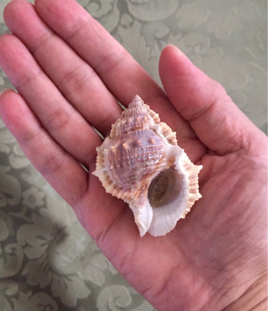 Seashell - Frog seashell, Hobbies & Toys, Memorabilia & Collectibles ...