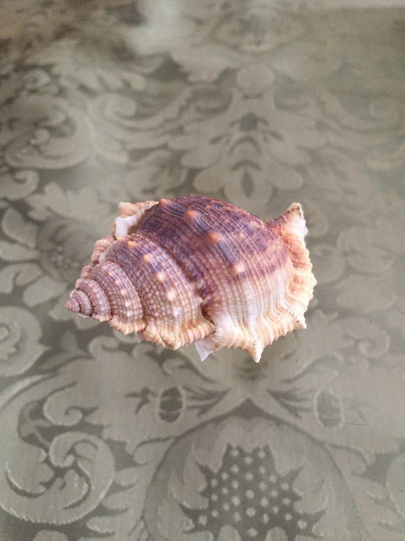 Seashell - Frog seashell, Hobbies & Toys, Memorabilia & Collectibles ...