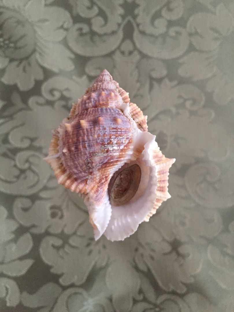 Seashell - Frog seashell, Hobbies & Toys, Memorabilia & Collectibles ...