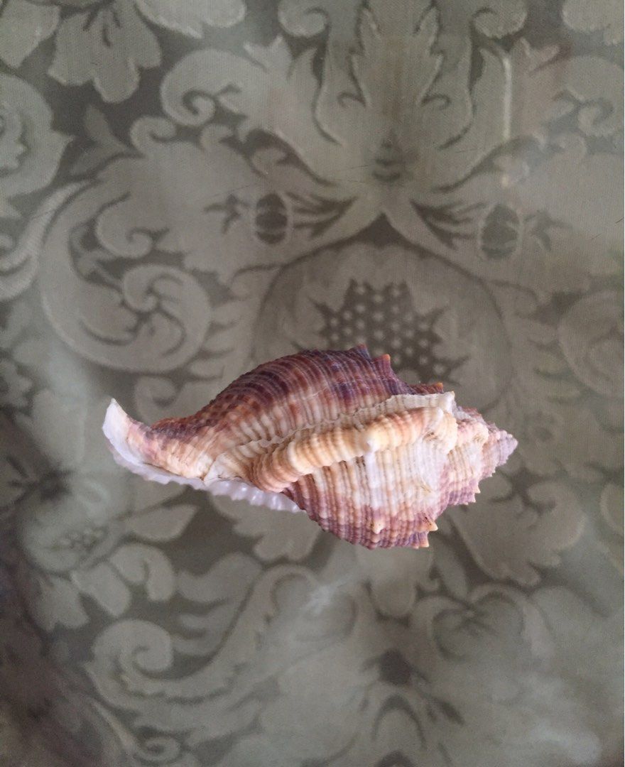 Seashell - Frog seashell, Hobbies & Toys, Memorabilia & Collectibles ...