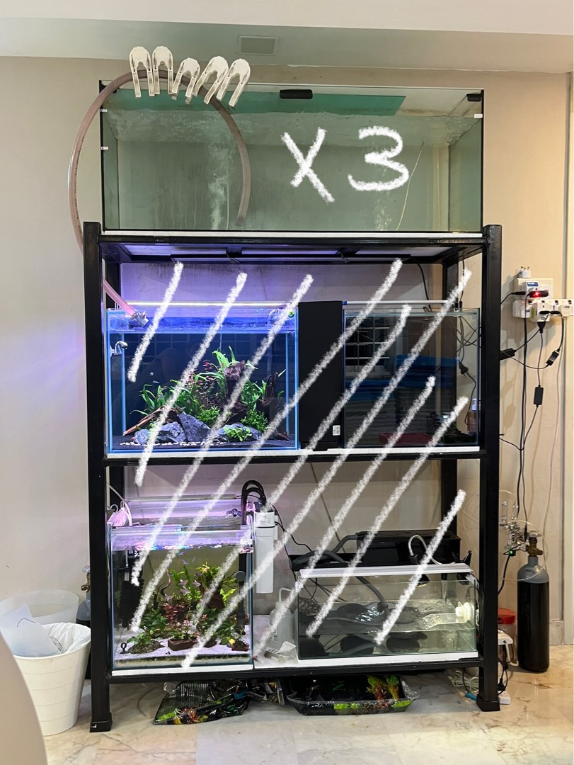wts 3 tier fish tank stand + 3 fish tanks, Pet Supplies, Homes & Other ...