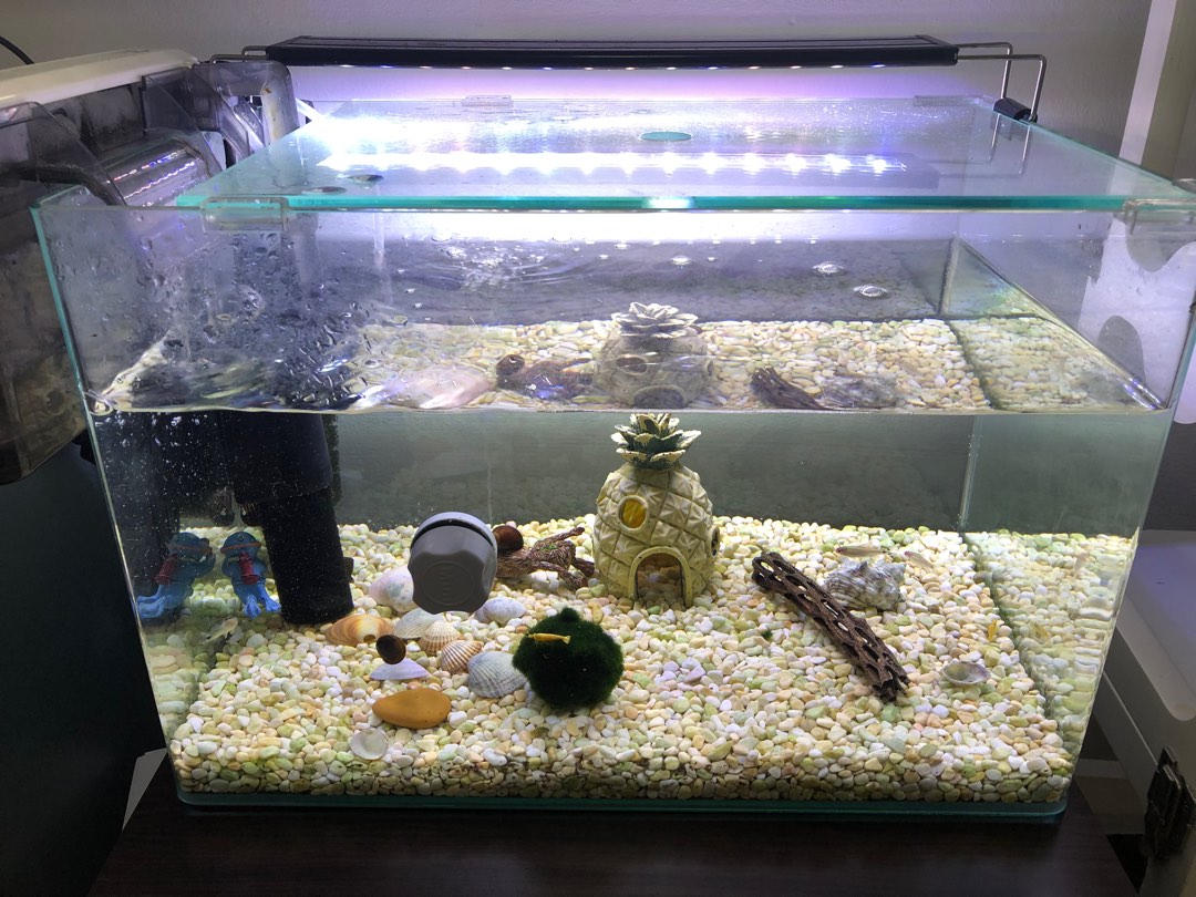 40L Glass fish tank with filter system, Pet Supplies, Homes & Other Pet ...