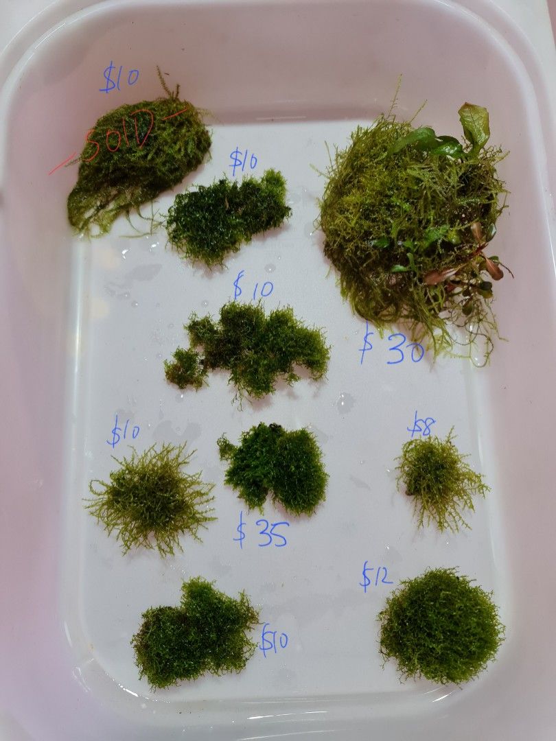 Aquarium Moss- Mini Pellia, Buce Moss, Weeping moss, Pet Supplies ...