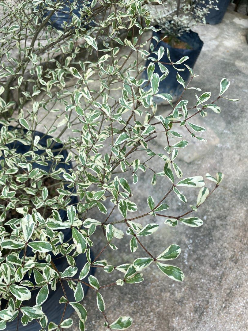 Busida Tree (Terminalia Mantaly VARIEGATED; 2m height from $380 ...