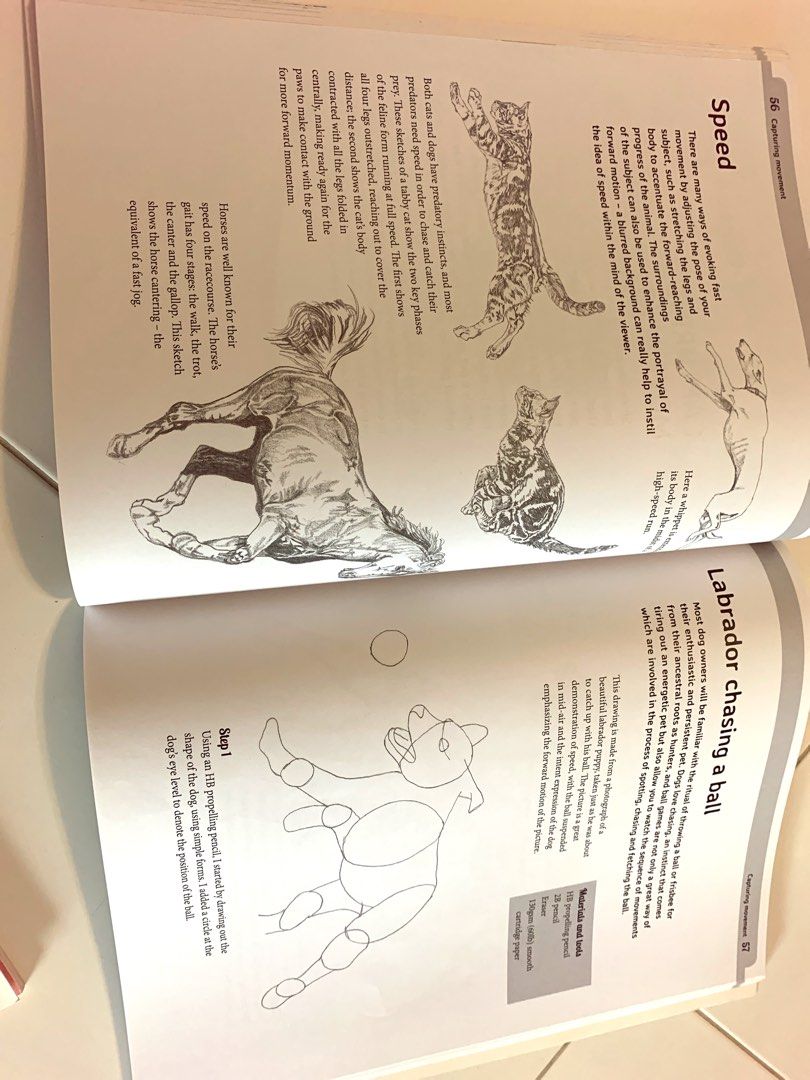 How to draw pets : step by step guide, Hobbies & Toys, Books ...