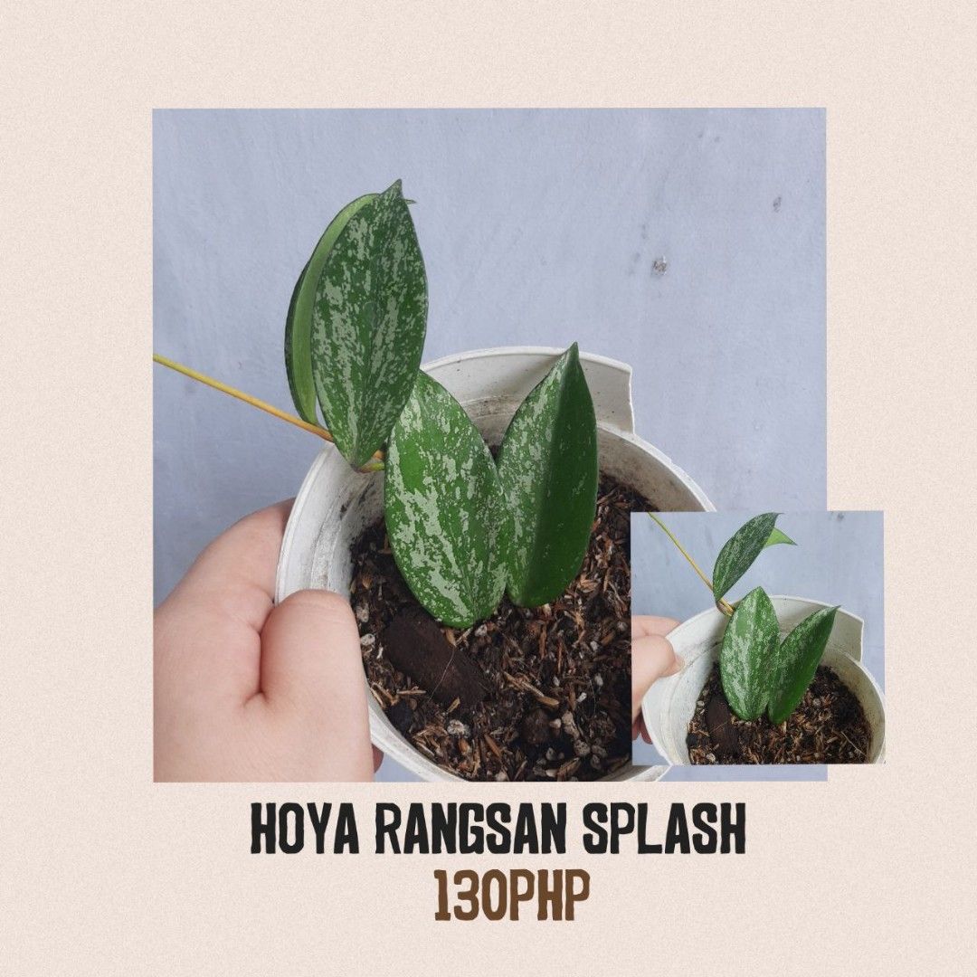 Hoya Rangsan Splash, Furniture & Home Living, Gardening, Plants & Seeds on Carousell