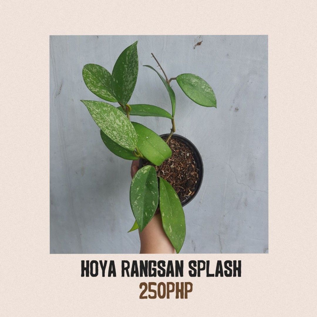 Hoya Rangsan Splash, Furniture & Home Living, Gardening, Plants & Seeds ...
