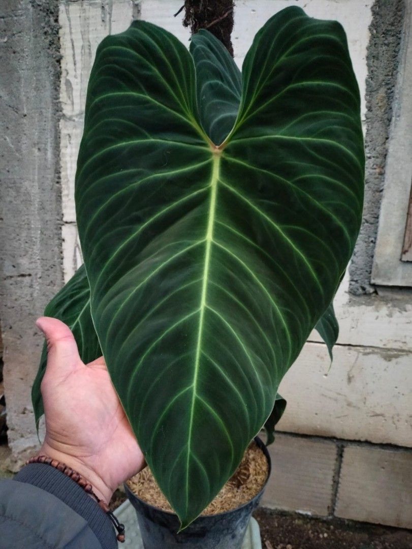 Philodendron Splendid, Furniture & Home Living, Gardening, Plants ...