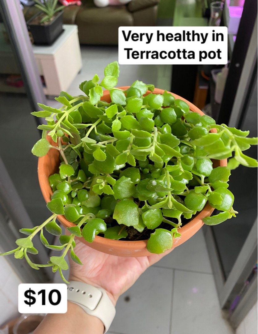 Pillow Plant, Furniture & Home Living, Gardening, Plants & Seeds on ...