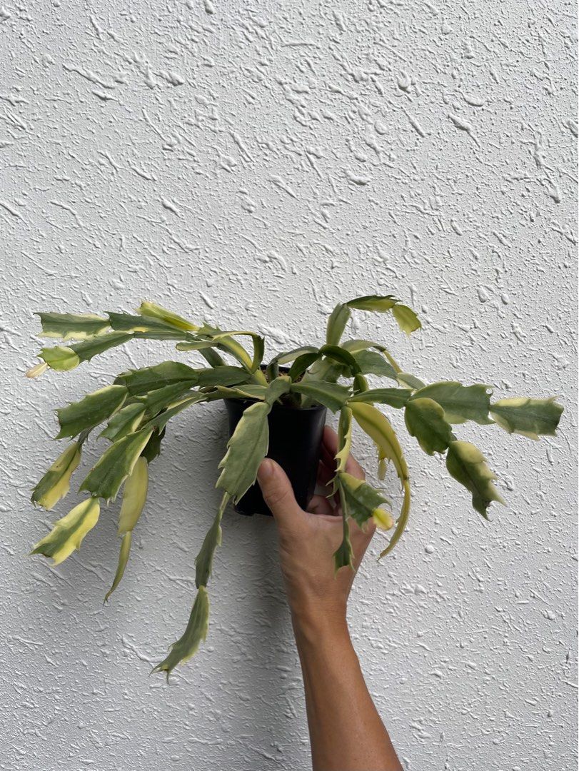 Variegated Christmas Cactus (Schlumbergera russelliana), Furniture ...