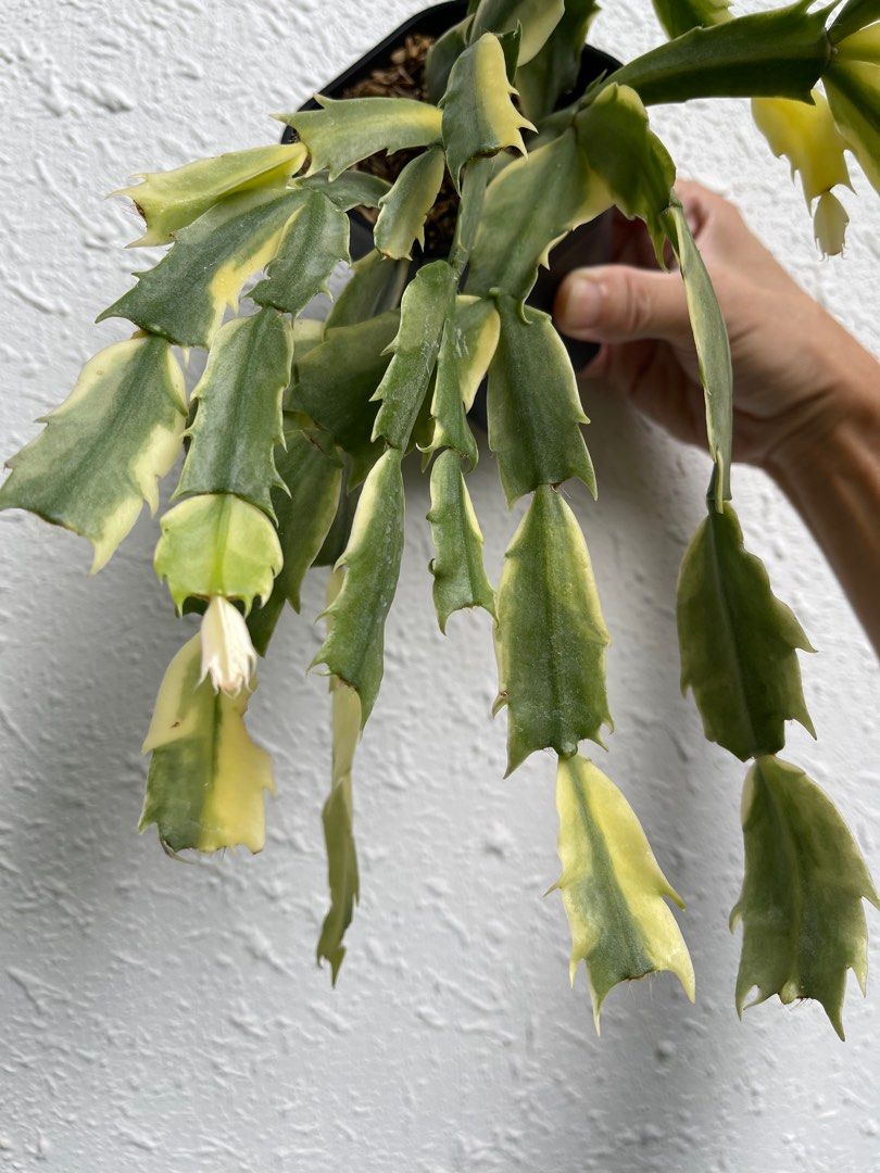 Variegated Christmas Cactus (Schlumbergera russelliana), Furniture ...