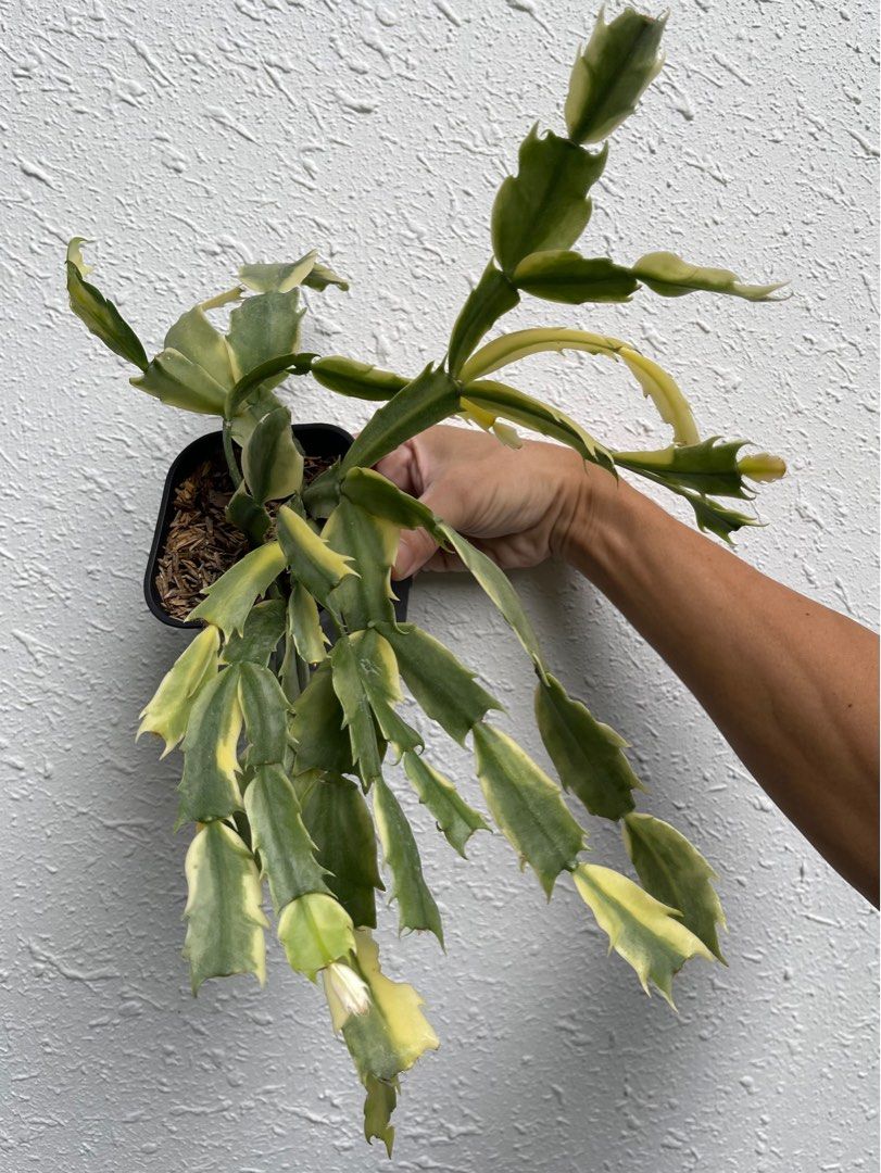 Variegated Christmas Cactus (Schlumbergera russelliana), Furniture ...