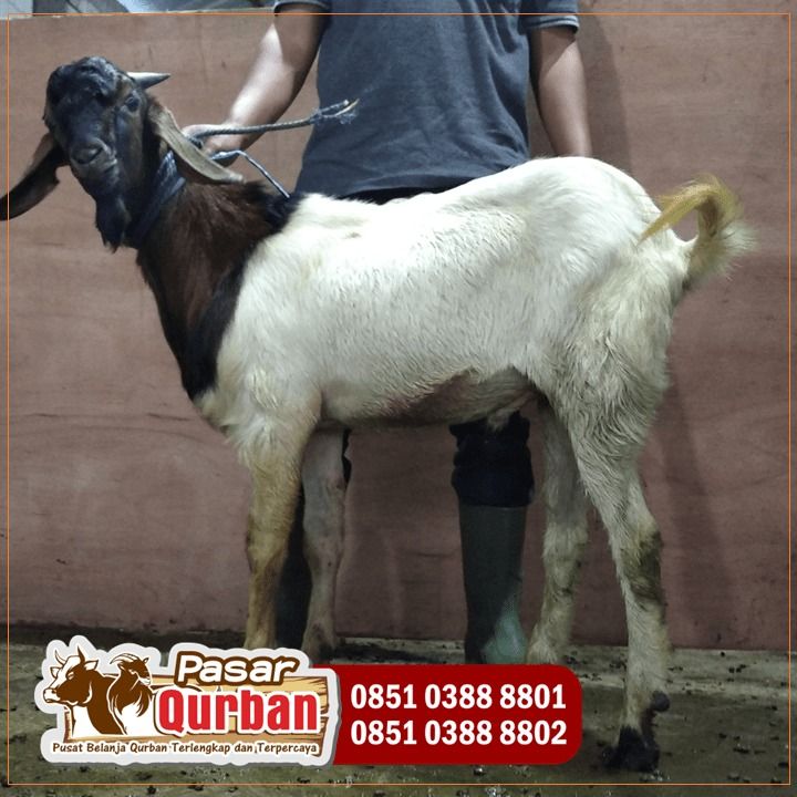 Wa 0851 0388 8801 Harga Hewan Kurban Kambing 2023 on Carousell