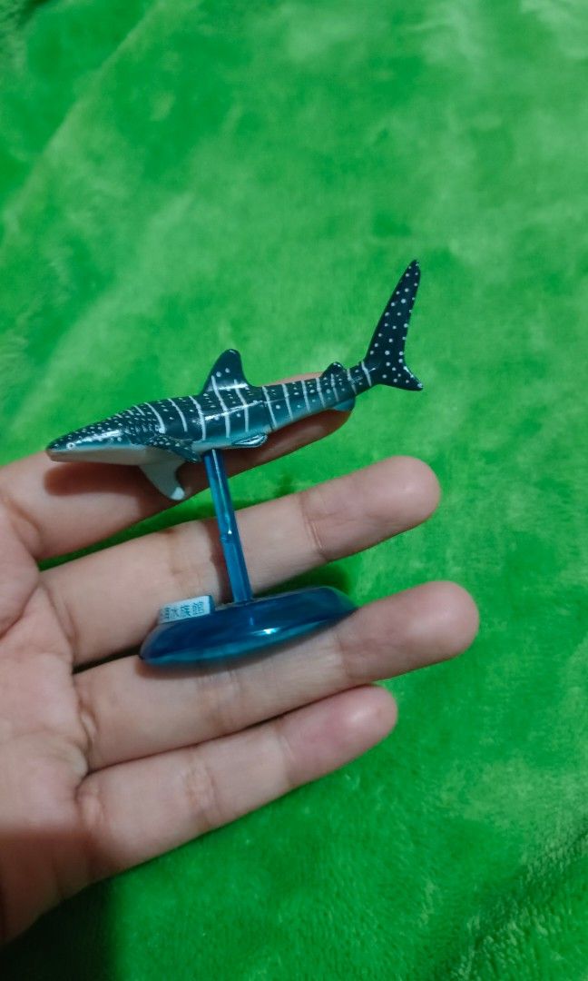 Whale Shark Display, Hobbies & Toys, Memorabilia & Collectibles, Fan ...