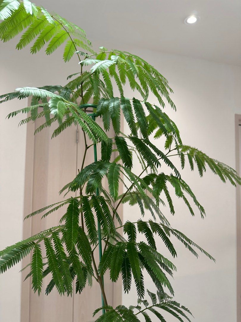 Everfresh Japan Plant (Pithecellobium Confertum), Furniture & Home ...