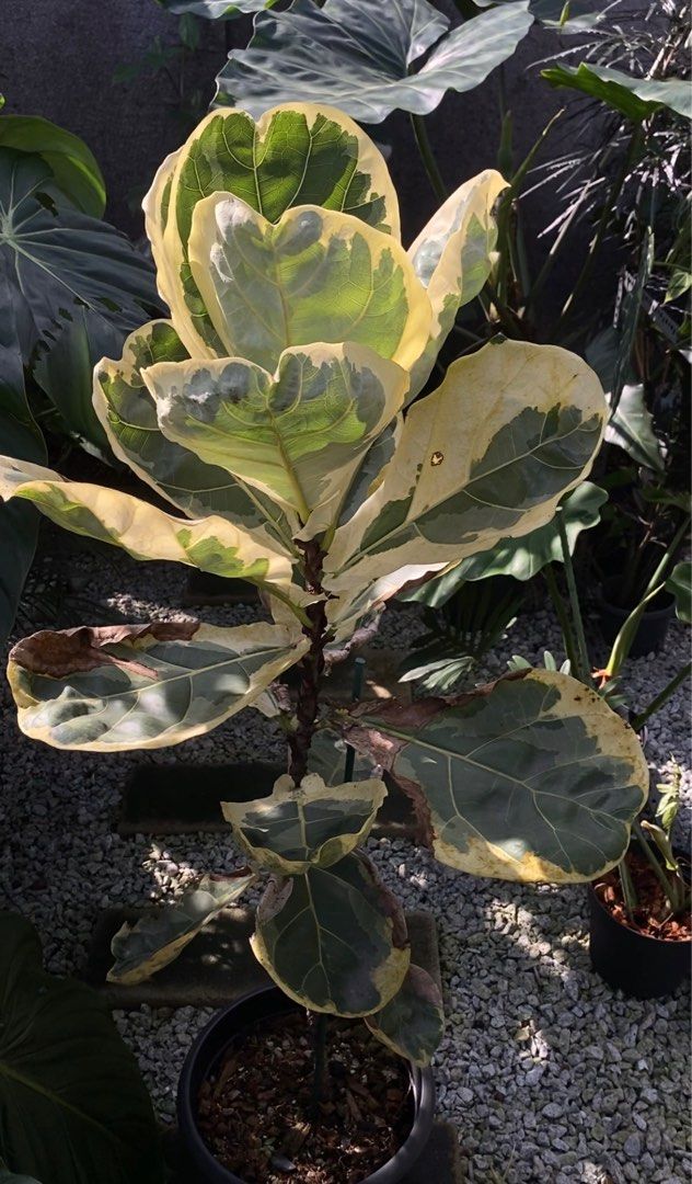 Fiddle Leaf Fig Variegated, Furniture & Home Living, Gardening, Plants ...
